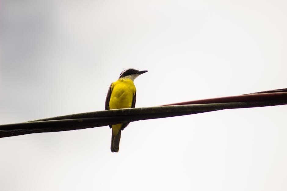 Sibley Bird Guide App - Identify Birds Instantly